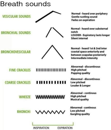 Pulm Breath Sounds Emphysema Chronic Bronchitis Flashcards Quizlet