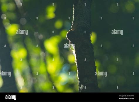Close Up Of Tropical Tree With Sun Flare Stock Photo Alamy