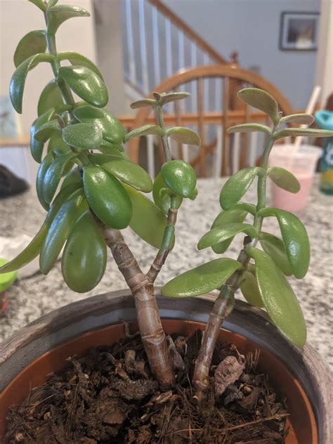 25 Types Of Jade Plant Identification And Care Details Citycacti