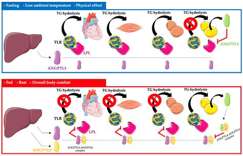 Triglyceride Formation Animation