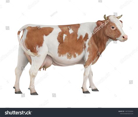 Cow White Background