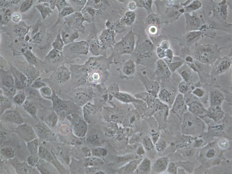 Reconstitution Buffer 4 Bsahcl Rb04 Randd Systems