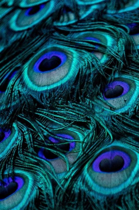Peacock Feather Art Tutorial