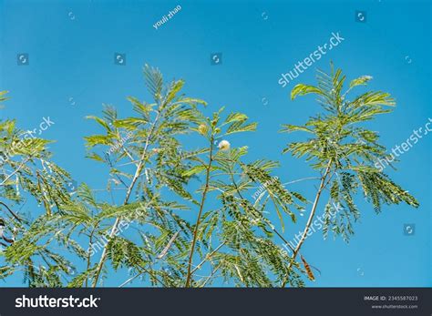 Categoría Ipil Ipil Tree De Fotos Imágenes E Ilustraciones Shutterstock