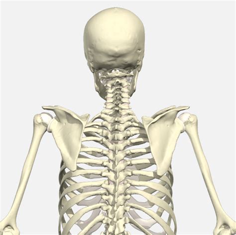 How Upper Back And Shoulder Posture Influence Each Other And Cause Pain