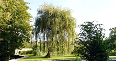 Types Of Willow Trees Identification Tips Roots Plants