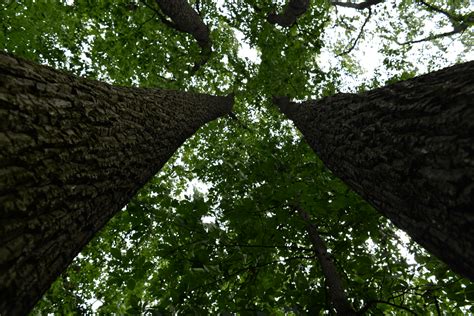 Oak Hickory Forest Manheim Township Pa Official Website