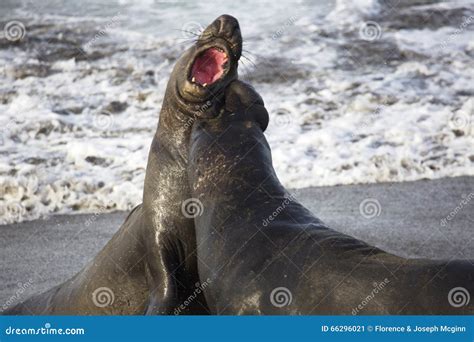 Big Bite Taken In Elephant Seal Battle Stock Image Image Of Blancas Life 66296021