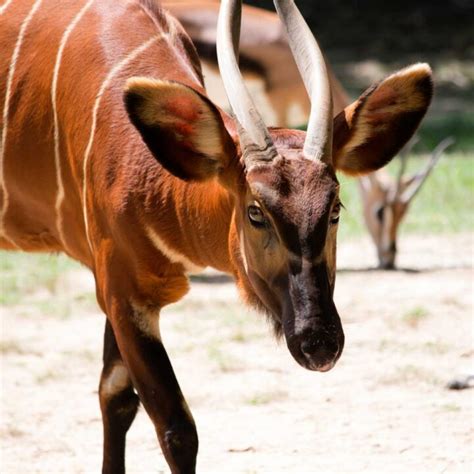 10 Facts About Bongo Antelopes Factopolis