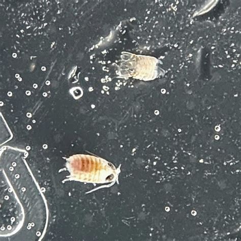 Parasite Bug Killing My Clownfish Reef2reef