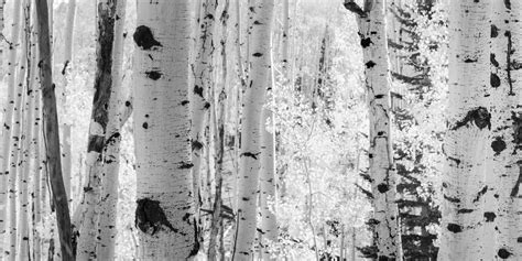 Aspen Extreme 20 Bandw 2 Bret Webster Images