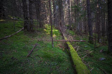 Landscape Inside Of The Forest Stock Image Image Of Festival