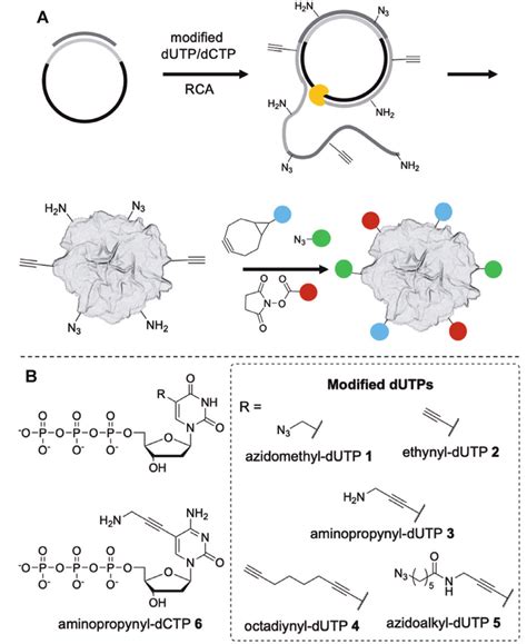 A Enzymatic Preparation Of Amine Alkyne And Azidefunctionalised Dnfs Download Scientific