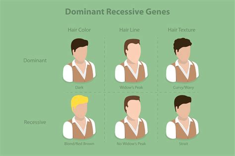 3d Isometric Flat Conceptual Illustration Of Dominant Recessive Genes
