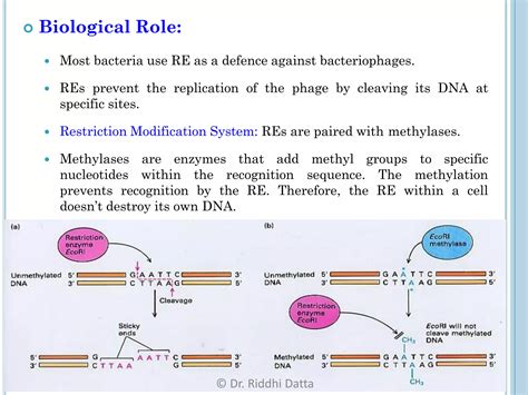 Basics Of Gene Cloning Pdf