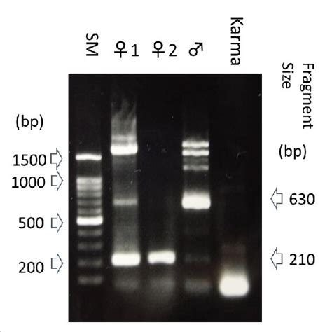Electrophoresis Image Obtained Using The Method Of Griffiths Et Al Download Scientific Diagram