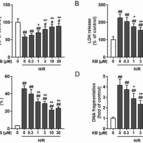 Kb Protected H9c2 Cells Against H R Induced Cell Death And Apoptosis Download Scientific