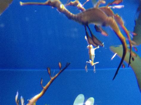 Sea Dragons At Atlanta Aquarium Sea Dragon Animals Nature