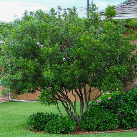 Wax Myrtle Wax Myrtle For Sale Plantingtree