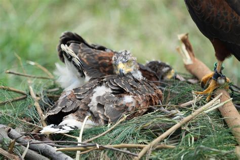 The Harriss Hawk Takes Care Young Hawks Predatory Bird Living In The