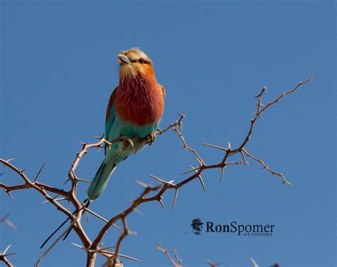 Photo 101 Sensor Crop Factor Free Telephoto — Ron Spomer Outdoors