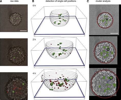Lineage Tracking In Gonococcal Colonies Shown Is Wt Ng150 Mixed