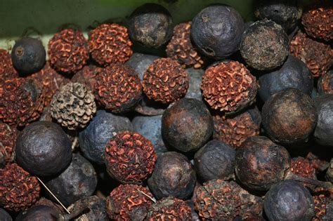 Beads From Utrasum Bead Tree Aka Blue Marble Tree They Look Like