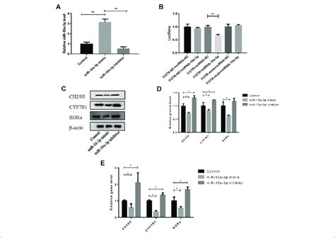 Mir 10a 3p Can Bind With The 3′utr Of Ch25h A Transfection Download Scientific Diagram