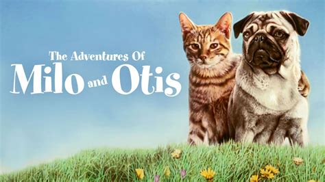 Currently Homeward Bound The Incredible Journey Is On Abc Right Now