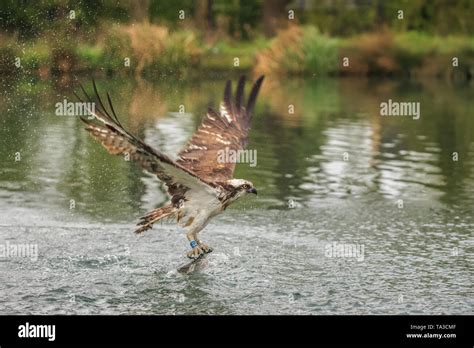 The Osprey Or More Specifically The Western Osprey — Also Called Sea