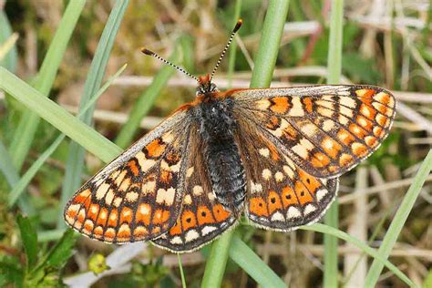 Devils Bit Scabious Succisa Pratensis Celtic Wildflowers