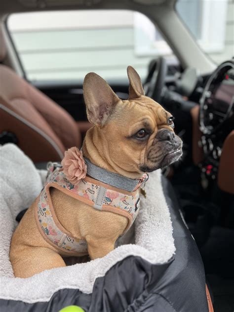 Mini Rule 8 Found My Copilot R Mini