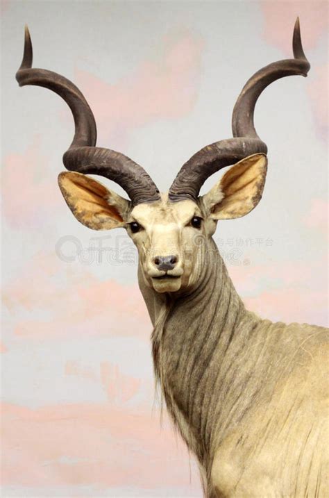 库杜高清图片 库杜 库杜图片免费下载 5106859186 千图网pro