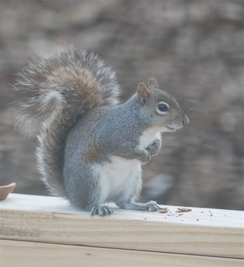 A Tiny Squirrel Smile 🙂 Happy New Year To My Favorite Squirrel Loving