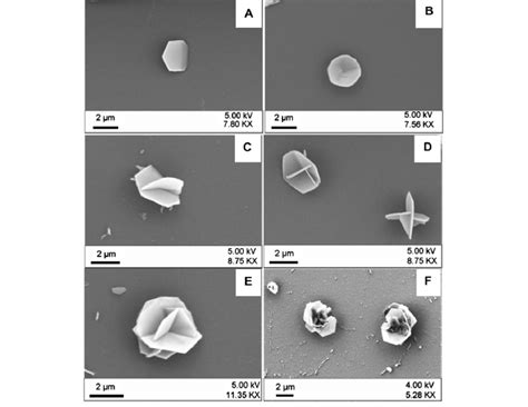 Temporal Evolution Of Hierarchical Flower Like Zno Superstructures Download Scientific Diagram