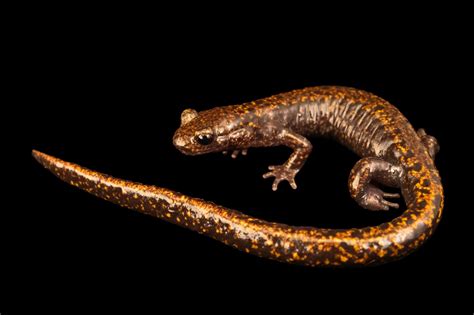Japanese Clawed Salamander Onychodactylus Japonicus Joel Sartore