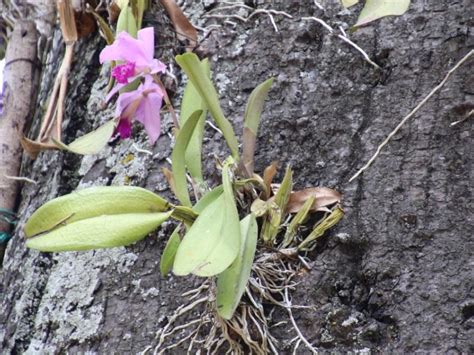 Epiphytic Plants What Are Types And Examples Evidence Network