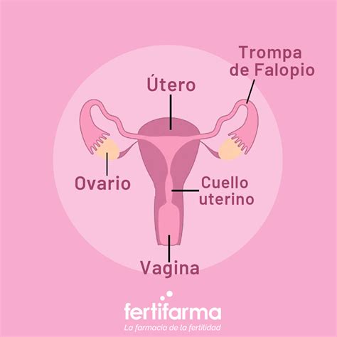 Obstrucción De Las Trompas De Falopio