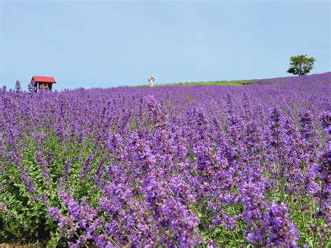 ฮอกไกโด 🌷กูรูท่องเที่ยวฮอกไกโดมีข้อมูลอัปเดตจาก