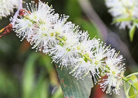 North Queensland Plants Myrtaceae