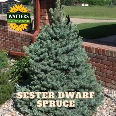 Sester Dwarf Spruce Tree 7gal Watters Garden Center