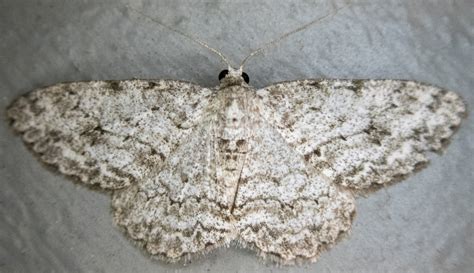 Small Engrailed From Shepard Settlement Onondaga County Ny Usa On July 17 2023 At 1211 Am