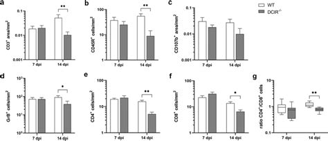 Phenotyping Of Lymphocyte Subsets In The Hippocampus Following