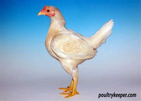 Old English Game Bantam Silver Sebright And Black Breasted Red Old