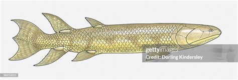 Illustration Of An Eusthenopteron A Fish From The Devonian Period