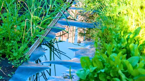 Nach Dem Regen Sollten Hobbygärtner Sofort 5 Dinge Tun