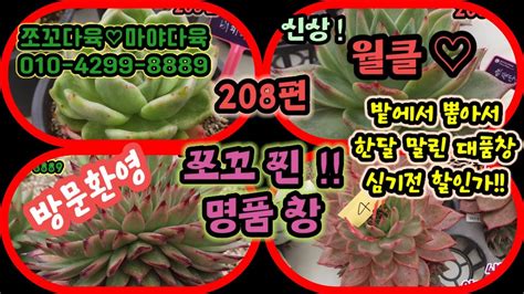 쪼꼬다육 208편쪼꼬 찐 명품창 밭에서 뽑은 대품 창 ️ 심기 전 할인가 창전문농장 방문환영 광명시