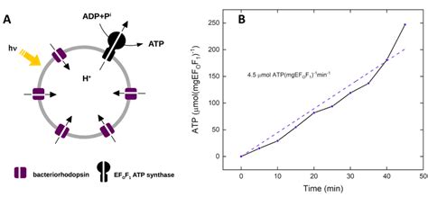 Light Driven Atp Production A Schematic Representation Of Lightdriven