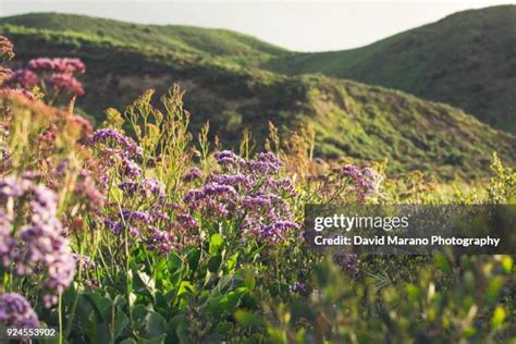 David Grass Photos And Premium High Res Pictures Getty Images