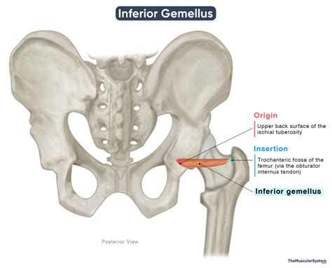Superior And Inferior Gemelli Attachments Action Diagram